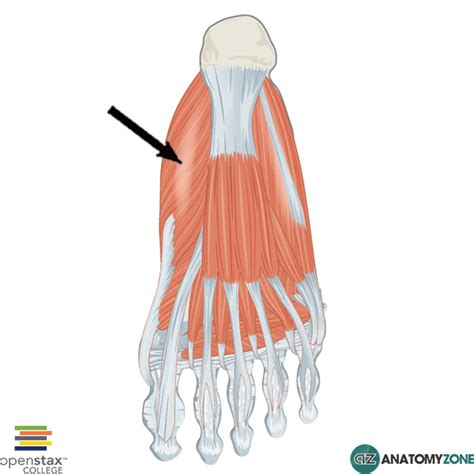 Abductor Hallucis • Muscular Musculoskeletal • Anatomyzone