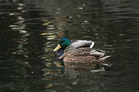野山の鳥水辺の鳥 番いマガモ