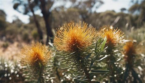 Natural Solutions For Sustainable Erosion Control In Australia Midas Landscapes