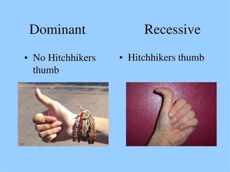 Hitchhikers Thumb Recessive At Darla Adkins Blog