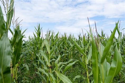 푸른 하늘 배경에 옥수수 필드 옥수수 농업 시리얼 공장 공정 자연스러운 배경 Corn Maze에 대한 스톡 사진 및 기타 이미지