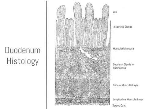 A Histology Tour Of The Gi Tract The Duodenum