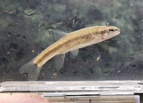 Dace Western Blacknose Dootin Roughfish
