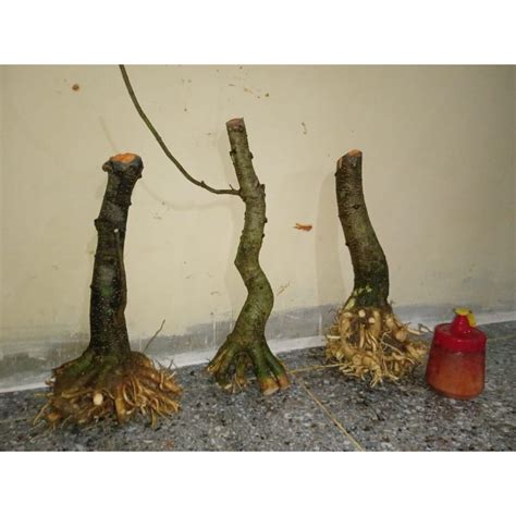 Jual Bahan Bonsai Anting Putri Program Akar Shopee Indonesia
