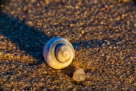Pantai Memeriksa Kerang Foto Gratis Di Pixabay