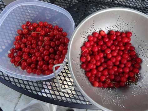 Sour Cherries Are Not The Pits General Fruit Growing Growing Fruit