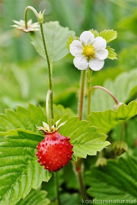 Walderdbeere In 2024 Wilde Erdbeeren Erdbeeren Blühende Pflanzen