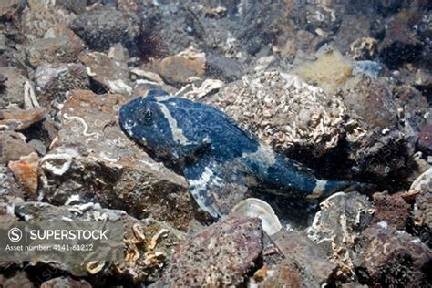 Father Lasher Or Short Spined Sea Scorpion Myoxocephalus Scorpius