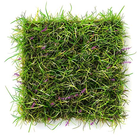 Buffalo Light Green Grass With Bright Purple Rounded Stones Fresh Green