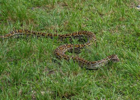 South Florida Water Management District On Linkedin 🐍🐍🐍 Continuing To