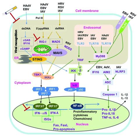 Intracellular Viral Sensing Pathways Dna And Rna Viruses Release