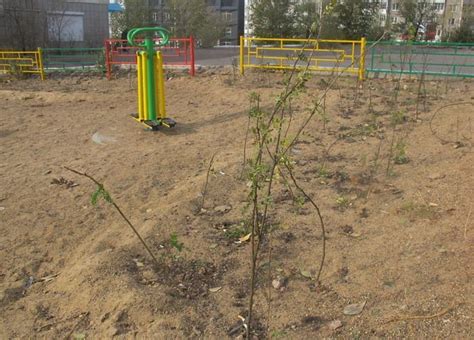 В Улан-Удэ высадили саженцы - новости Бурятии и Улан-Удэ