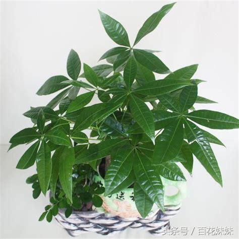 發財樹不用買，折個枝插盆里一個月就能生根！ 每日頭條