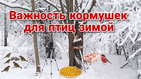 Важность кормушек зимой/Лесные кормушки 2 серия - YouTube
