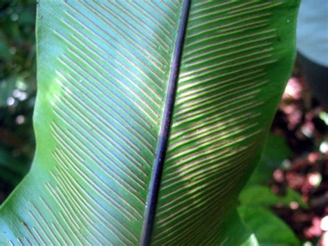 Asplenium Cymbifolium Aspleniaceae