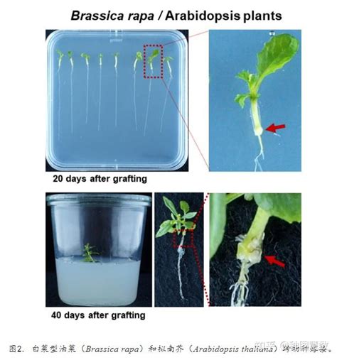 【植物育种】新突破，植物跨物种的远距离基因编辑实现啦 知乎