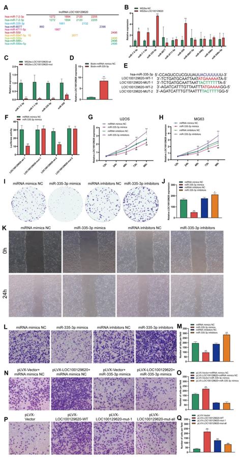 Lncrna Loc100129620 Regulates The Function Of Mir 335 3p In