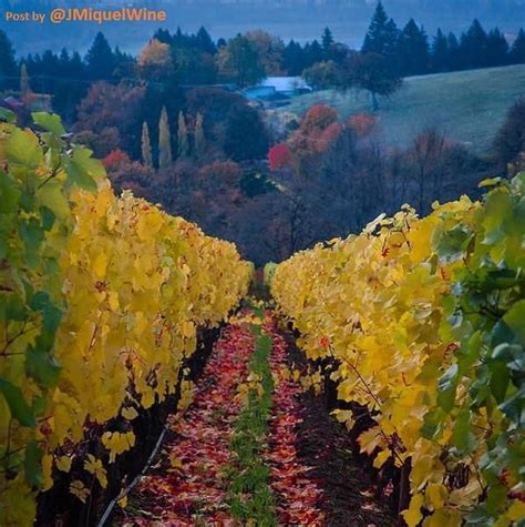 Julien Miquel Wine On Twitter Oregon Wine Country Vineyard Wine