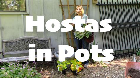 Hostas In Pots Planters Place