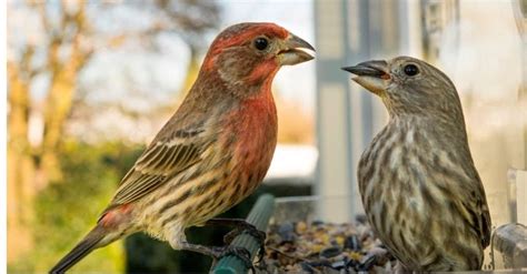 House Finch Imp World
