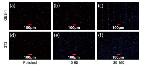Cell Adhesion On The Surface Of The Titanium Plates In The Polishing Download Scientific