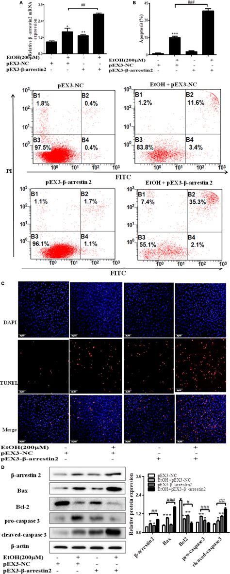 Frontiers β Arrestin 2 Promotes Hepatocyte Apoptosis By Inhibiting