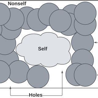 Negative Selection Algorithm The Candidate Detectors Generated
