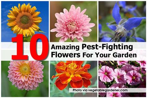 Pest Fighting Flowers Vegetablegardener Com Gnome Garden Lawn And