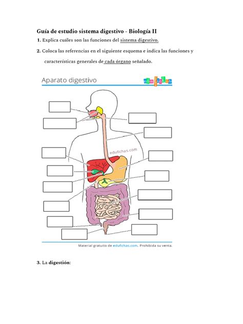 Guía De Estudio Sistema Digestivo Pdf Ciencia Y Matemáticas