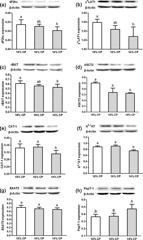 Western Blot Analysis Of The Proteins 4f2hc A Ylat1b Rbat C