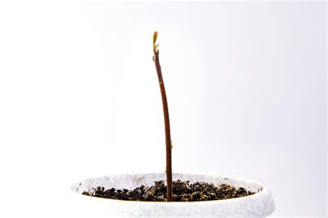 흰색 배경에 냄비에 성장 하는 젊은 묘목 흰색 배경에 고립 된 냄비에 젊은 식물 클리핑 경로 필드의 전체 깊이 0명에 대한 스톡