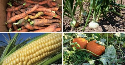 Reduce Reuse Recycle The Future Of Phosphorus In Agriculture