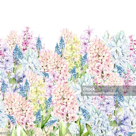 봄 꽃의 매끄러운 테두리 분홍색 파란색 라일락 색조의 히아신스는 흰색 배경에 수채화로 손으로 그려져 있습니다 식물 일러스트레이션은 카드 포장 및 섬유 디자인에 적합합니다