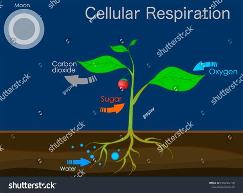 Respiration And Excretion In Plants
