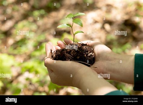 Hand And Sprout Hi Res Stock Photography And Images Alamy
