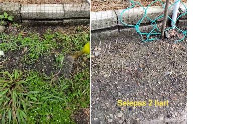 Masalah Laman Cepat Naik Rumput Sembur Dengan Bancuhan Ini Lepas 2