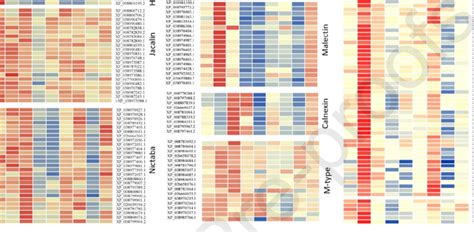 heatmap of phoenix dactylifera lectin homologs from different families