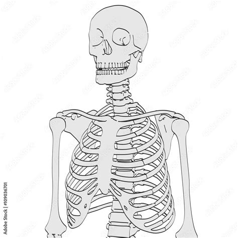 2d Cartoon Illustration Of Human Skeleton Stock Illustration Adobe Stock