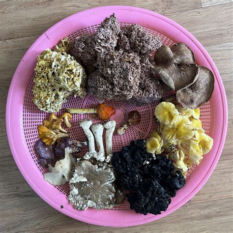 버섯 11가지 전골에 산채 18가지 정식 모두 직접 채취·재배 중앙일보