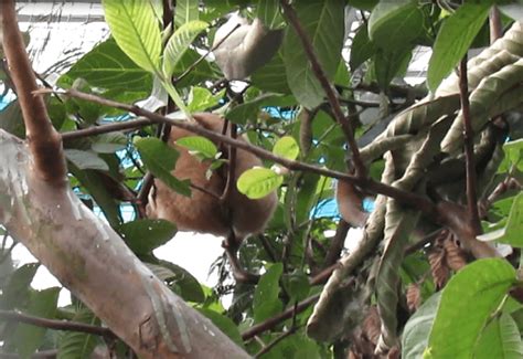 Siap Dilepasliar Mama Dan Dede Dipasang Radio Collar Yayasan Iar