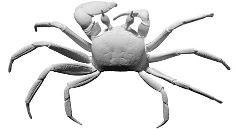 Ghost Crab Free 3d Model On