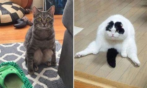 Очень смешные кошек картинки и фото Koshka Top