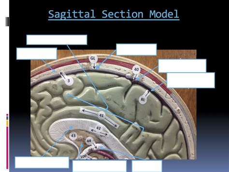 Sagittal Model 1 Diagram Quizlet