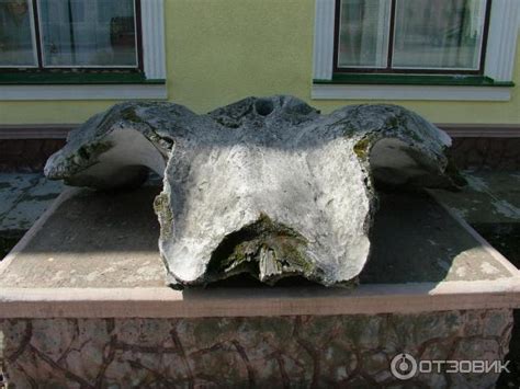 Отзыв о Природа Чукотки Россия Север это особая красота