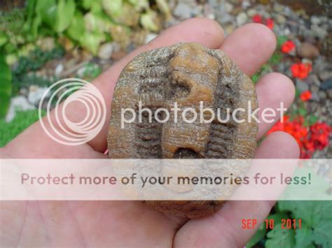 Geodized Crinoid Head Rock Tumbling Hobby