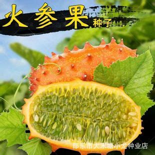 火参果种子刺角瓜火星果海参果种籽四季庭院春季特色水果种子大全 阿里巴巴