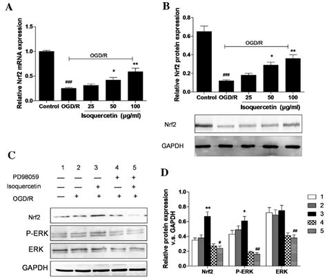 Expression Of Nrf2 At The MRNA And Protein Levels Was Determined By A