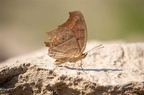 1 400 000 Free Forast Natural And Natural Images Pixabay