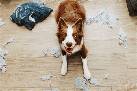 Can Dogs Develop Separation Anxiety