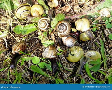 Lots Of Small Snails On The Compost Heap Between The Leftovers Of